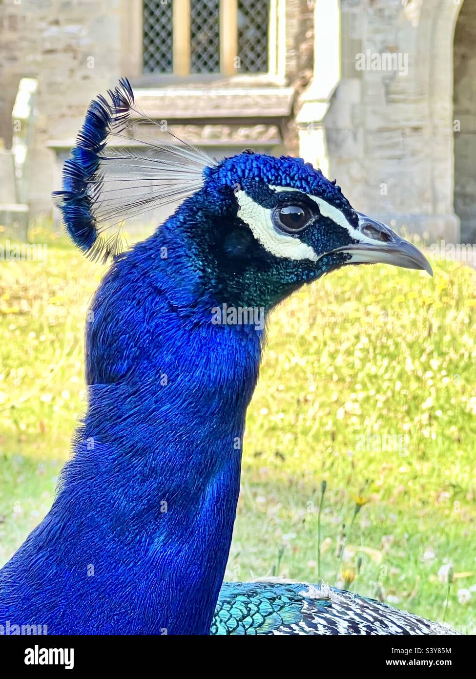 Peacock Head And Neck Against A Church In Bradford On Tone In Somerset England In The Summer