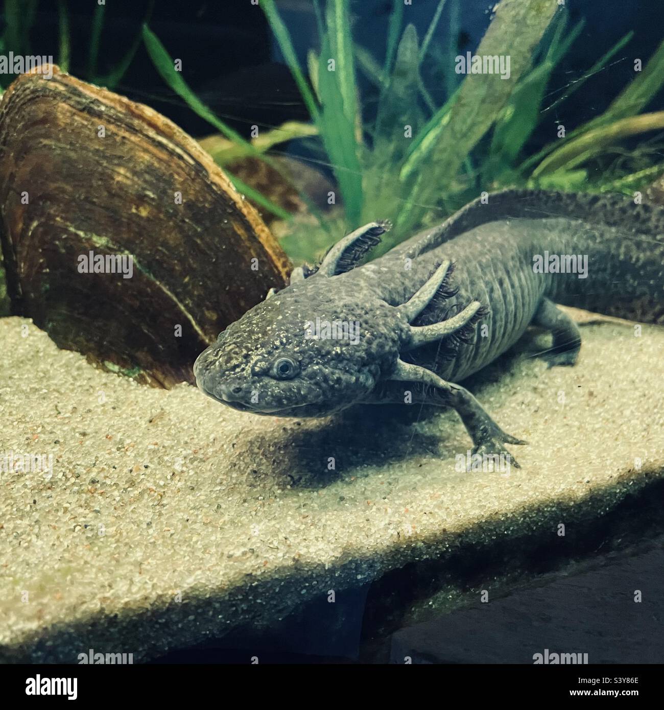 Axolotl ambystoma hi-res stock photography and images - Alamy