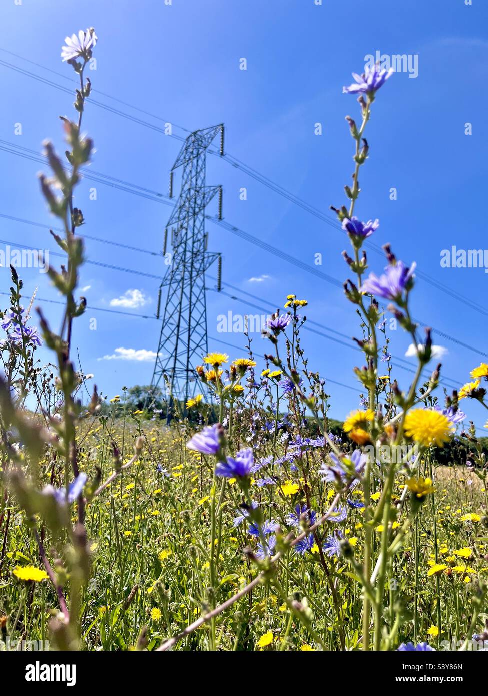 English wild field hi-res stock photography and images - Alamy