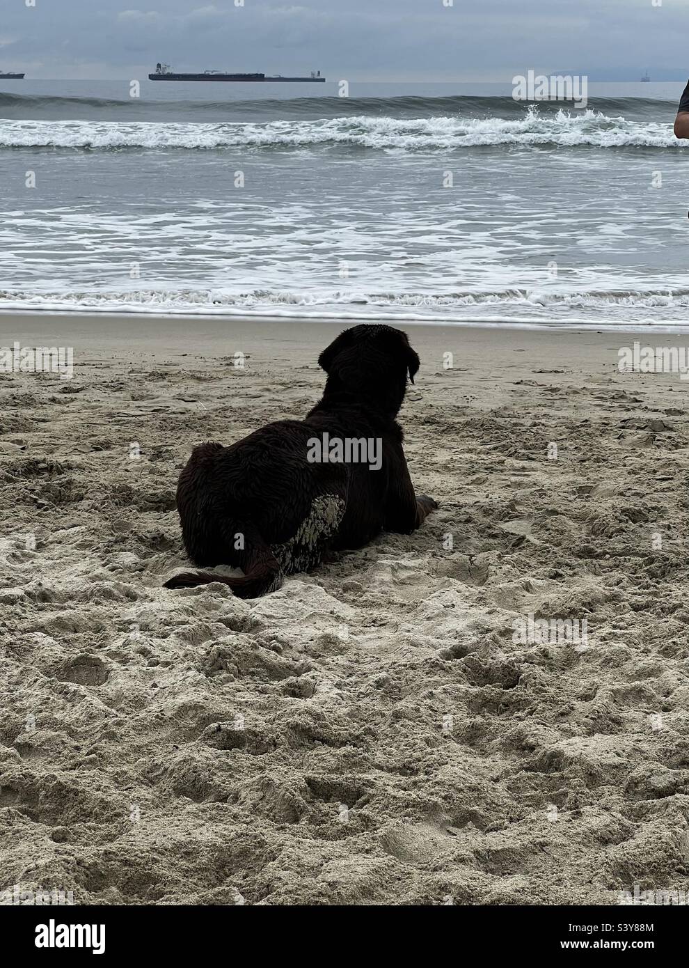 Dog beach waves water hi-res stock photography and images - Alamy