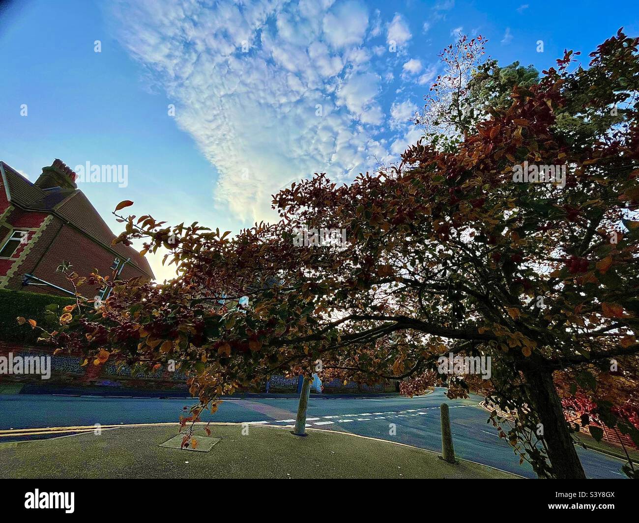 Nice tree hi-res stock photography and images - Alamy