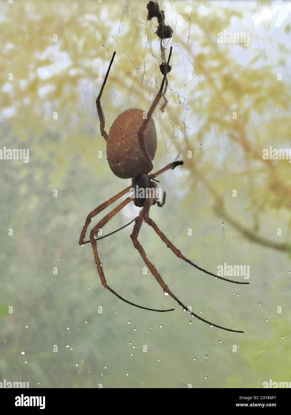 Austrian australian hi-res stock photography and images - Alamy