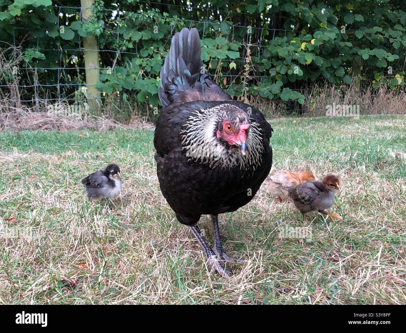 Chicken hen chicks hi-res stock photography and images - Alamy