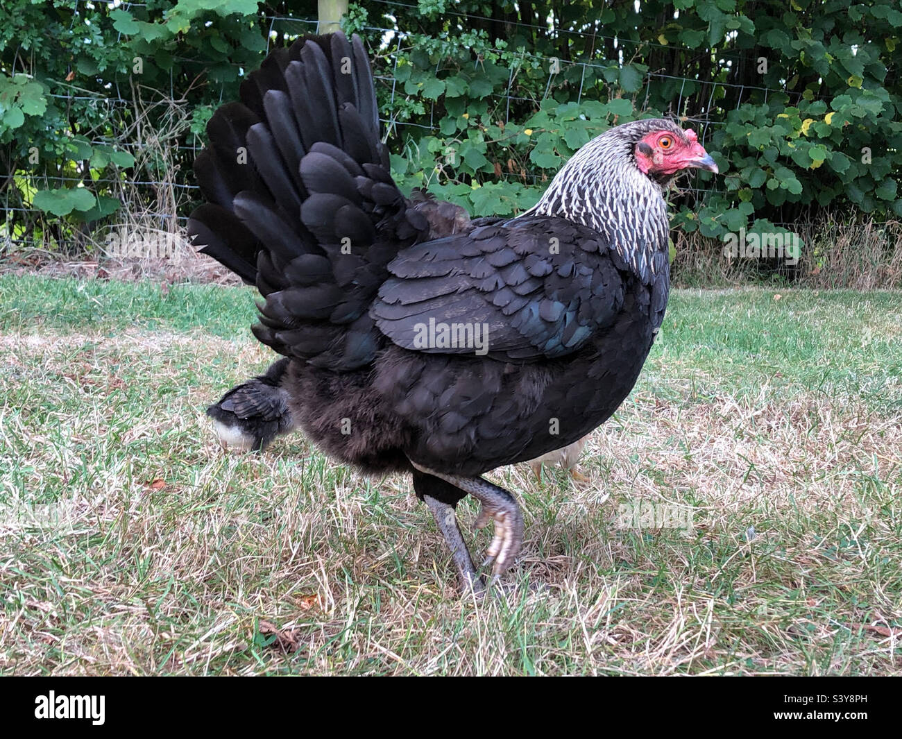 Black free range hen hi-res stock photography and images - Alamy