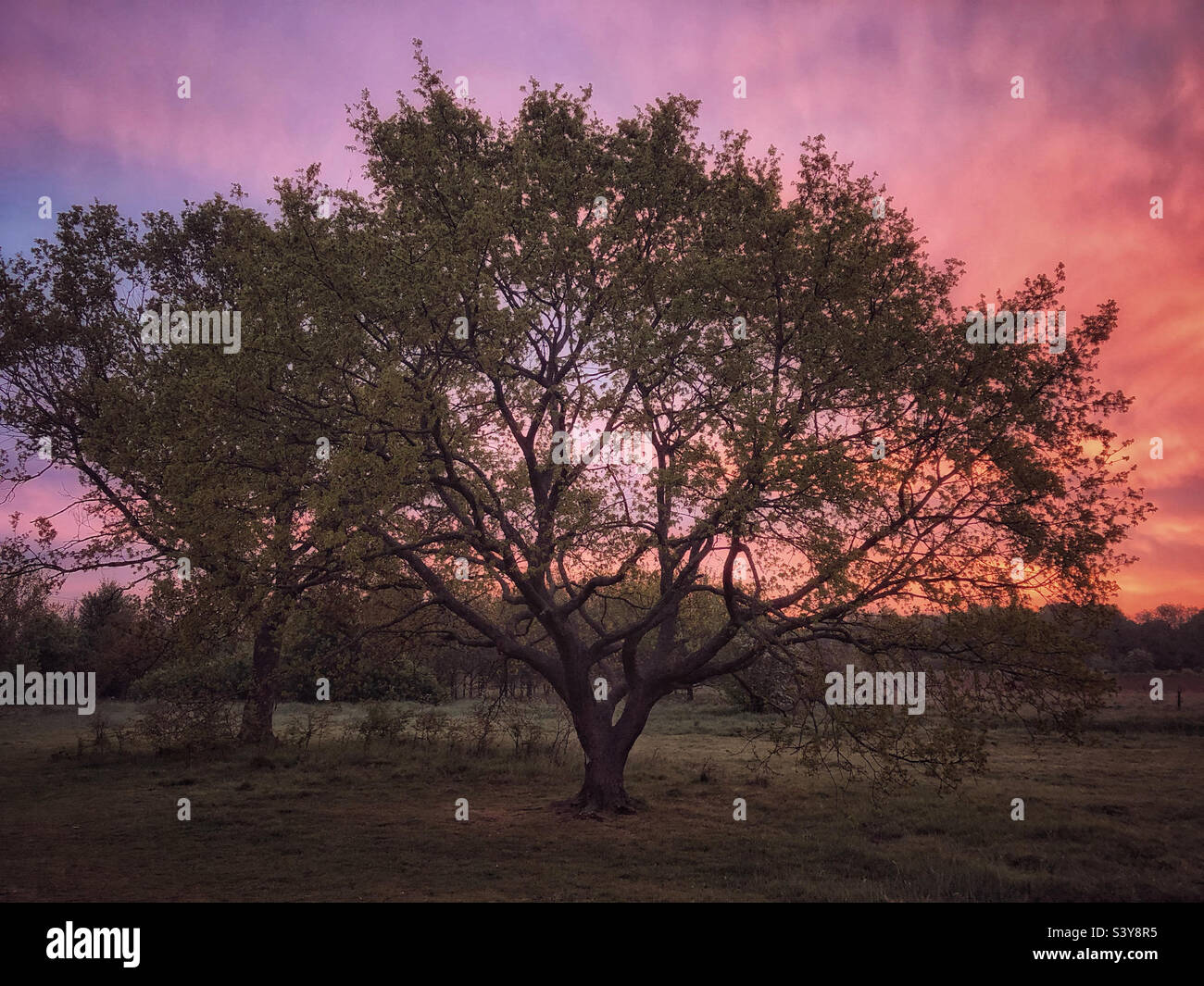 Sunrise with trees hi-res stock photography and images - Alamy