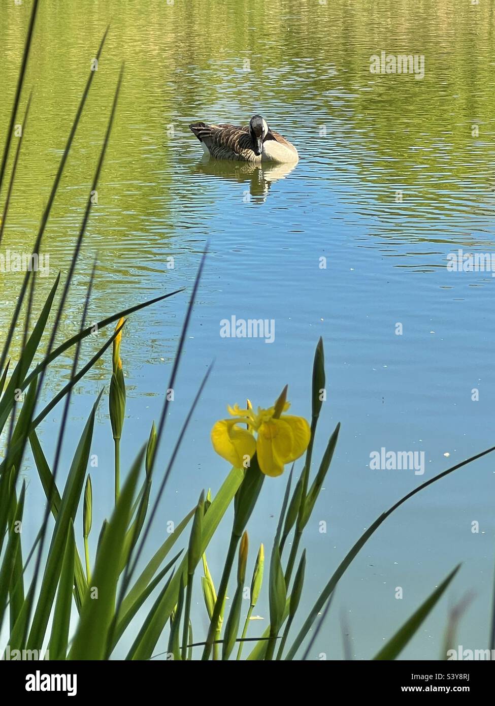 Goose in the pond hi-res stock photography and images - Alamy