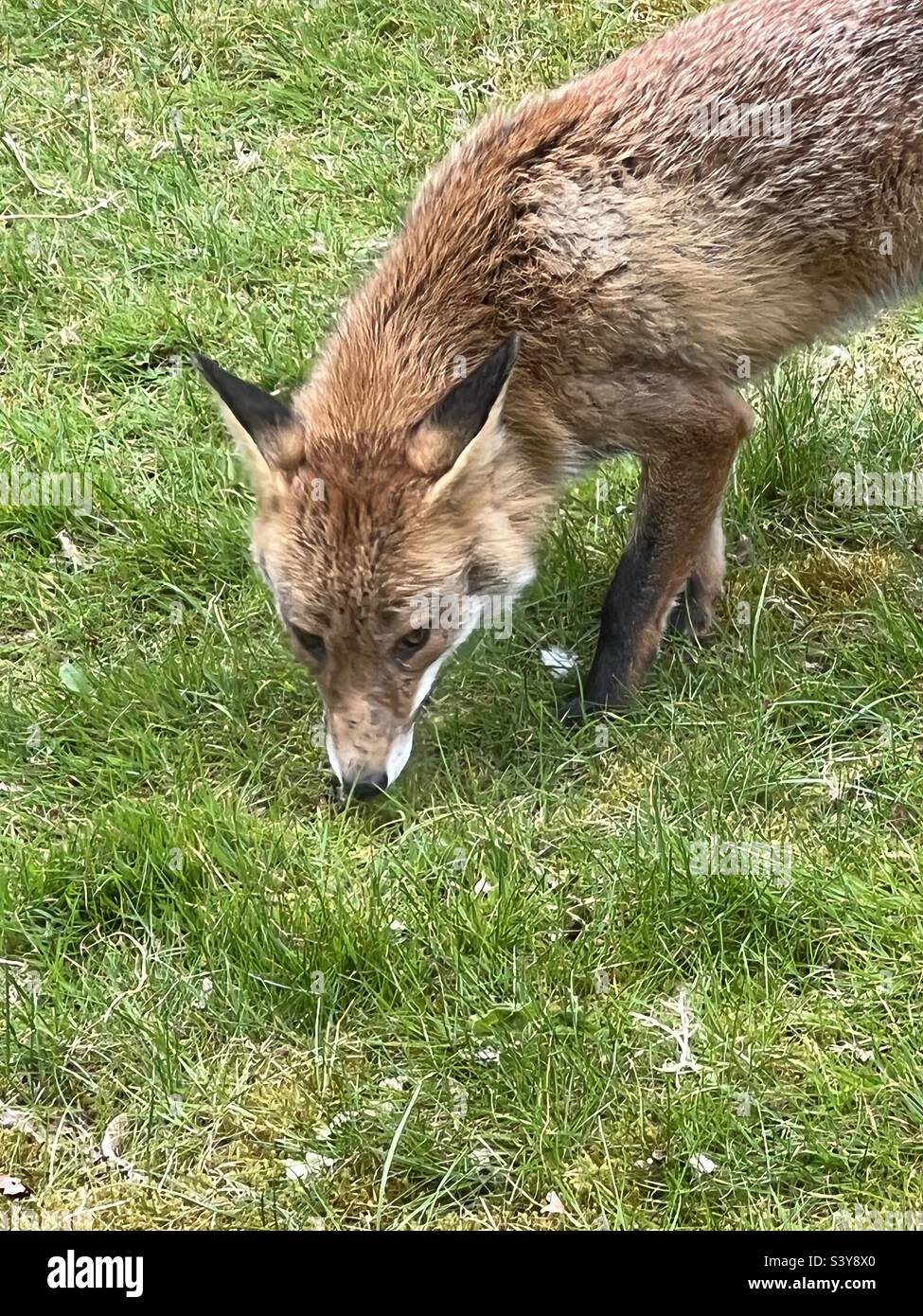 Kent garden wildlife hi-res stock photography and images - Alamy