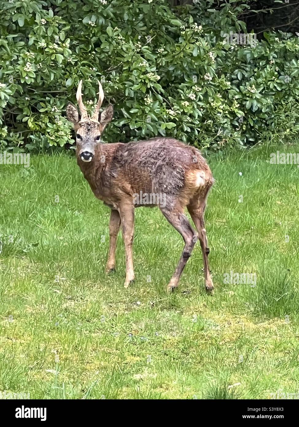 Suburban wild animals hi-res stock photography and images - Alamy