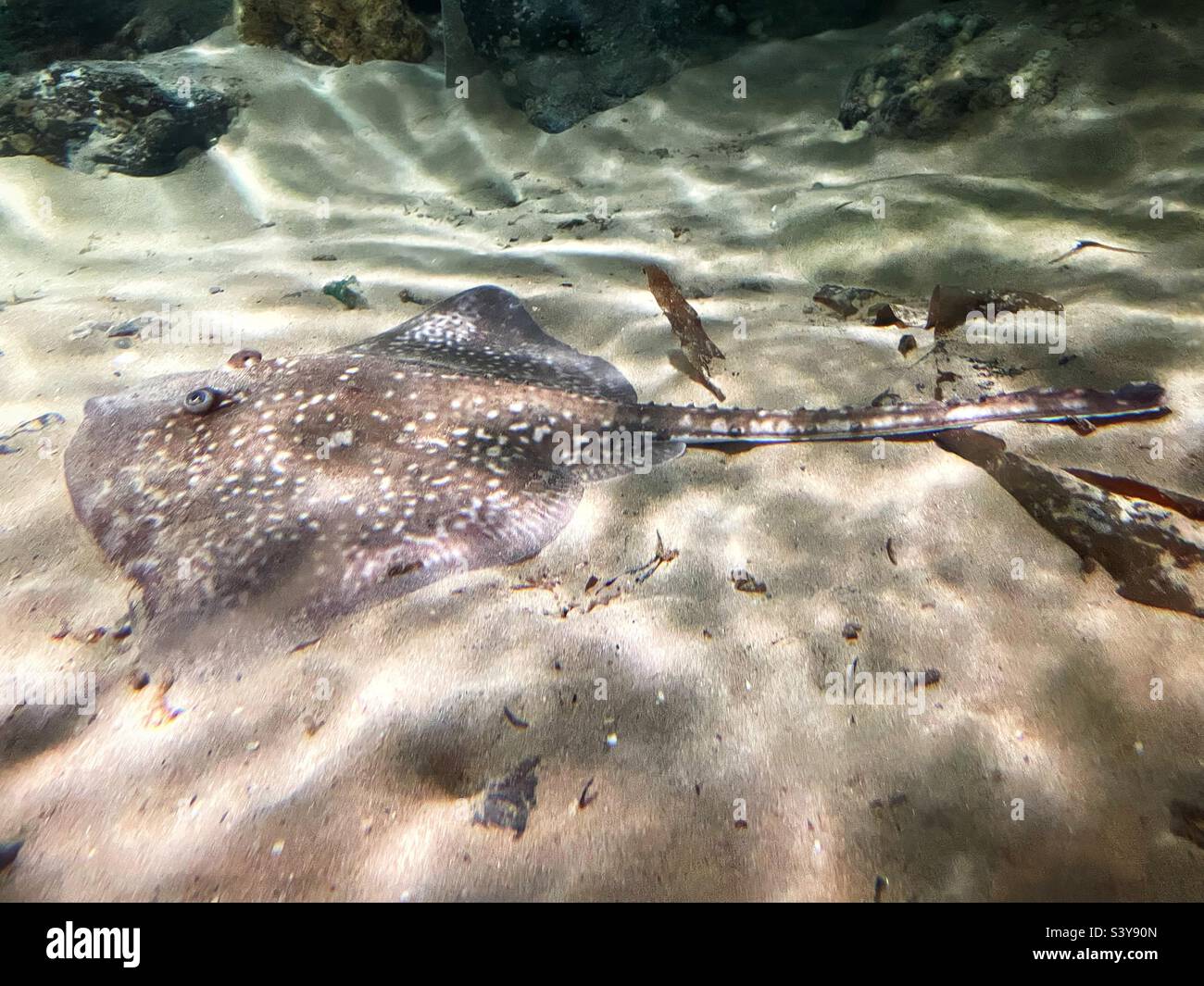 Thornback ray hi-res stock photography and images - Alamy