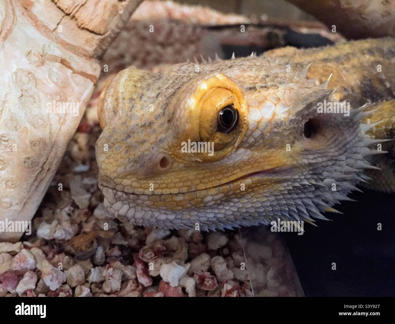 Face bearded dragon hi-res stock photography and images - Alamy