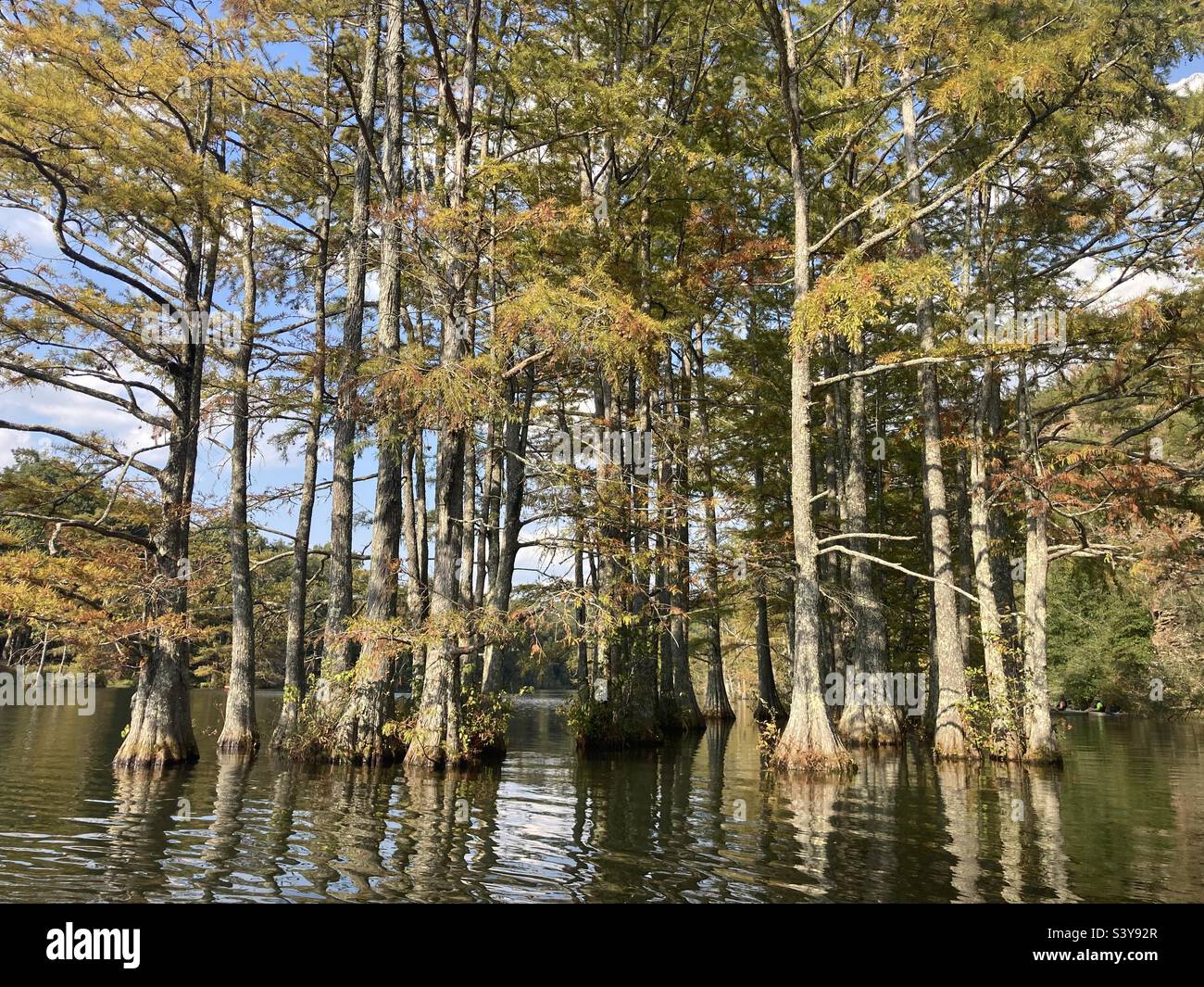 Cypress forest kayaking hi-res stock photography and images - Alamy