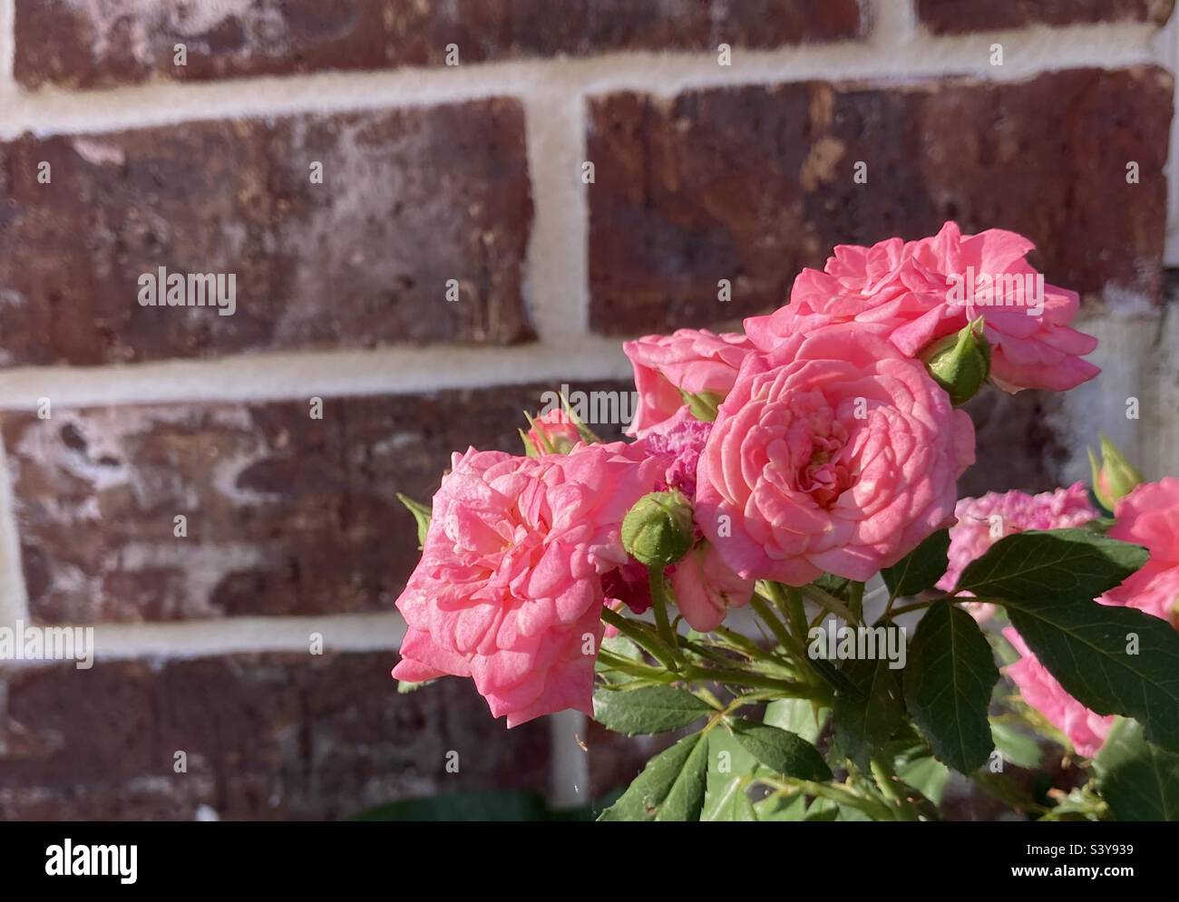 Brick wall with roses hi-res stock photography and images - Alamy