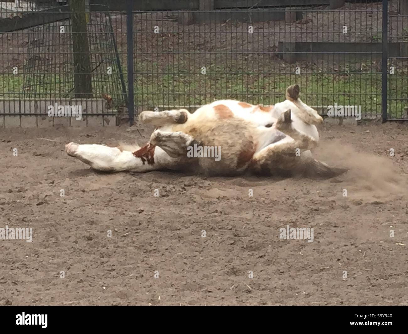 Horse fun hi-res stock photography and images - Alamy