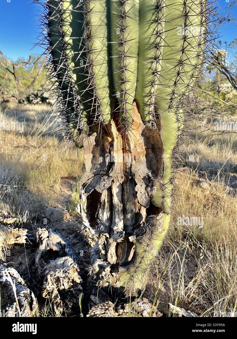 Saguaro cactus ribs hi-res stock photography and images - Alamy