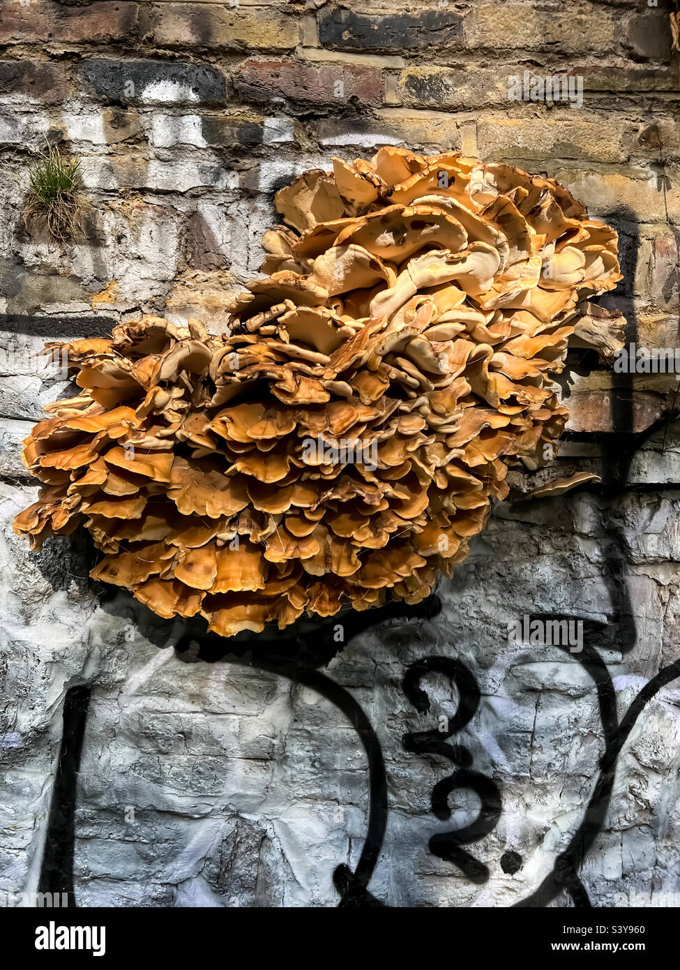 Fungi wall hi-res stock photography and images - Alamy