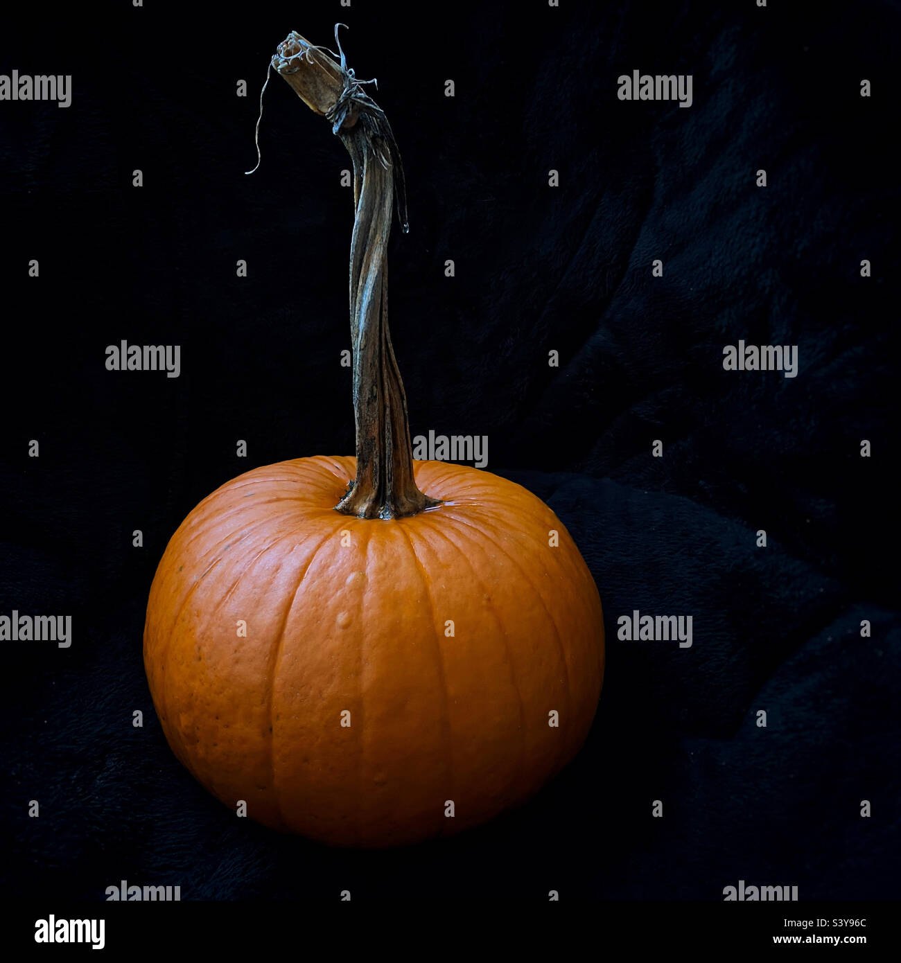 Pumpkin with a long stem Stock Photo - Alamy