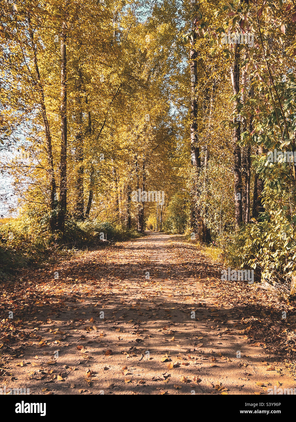 Yellow autumn pathway Stock Photo - Alamy