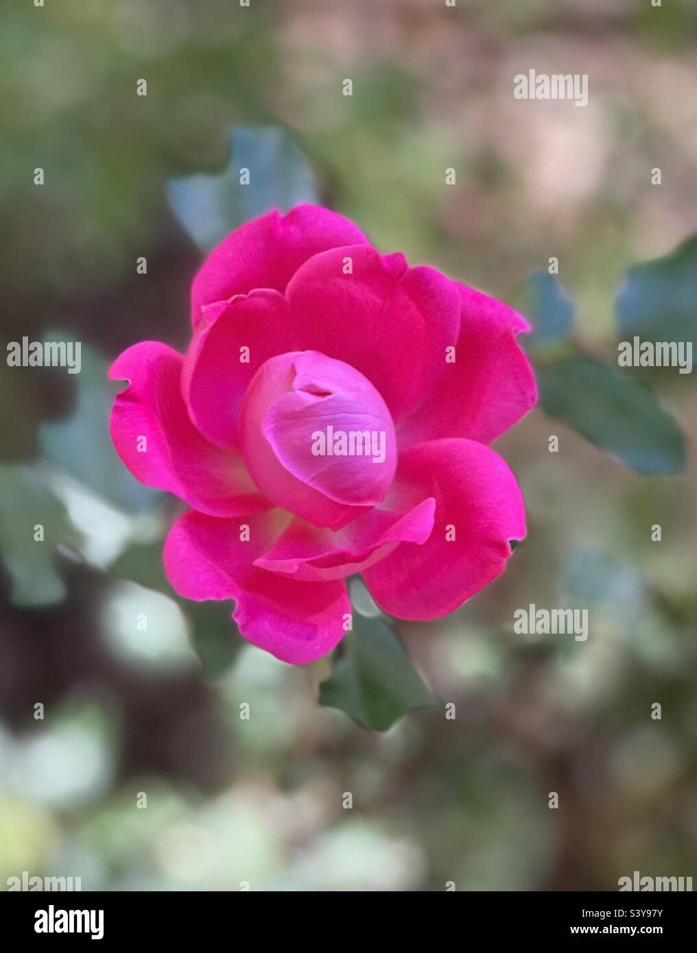 Greenery bright hi-res stock photography and images - Alamy