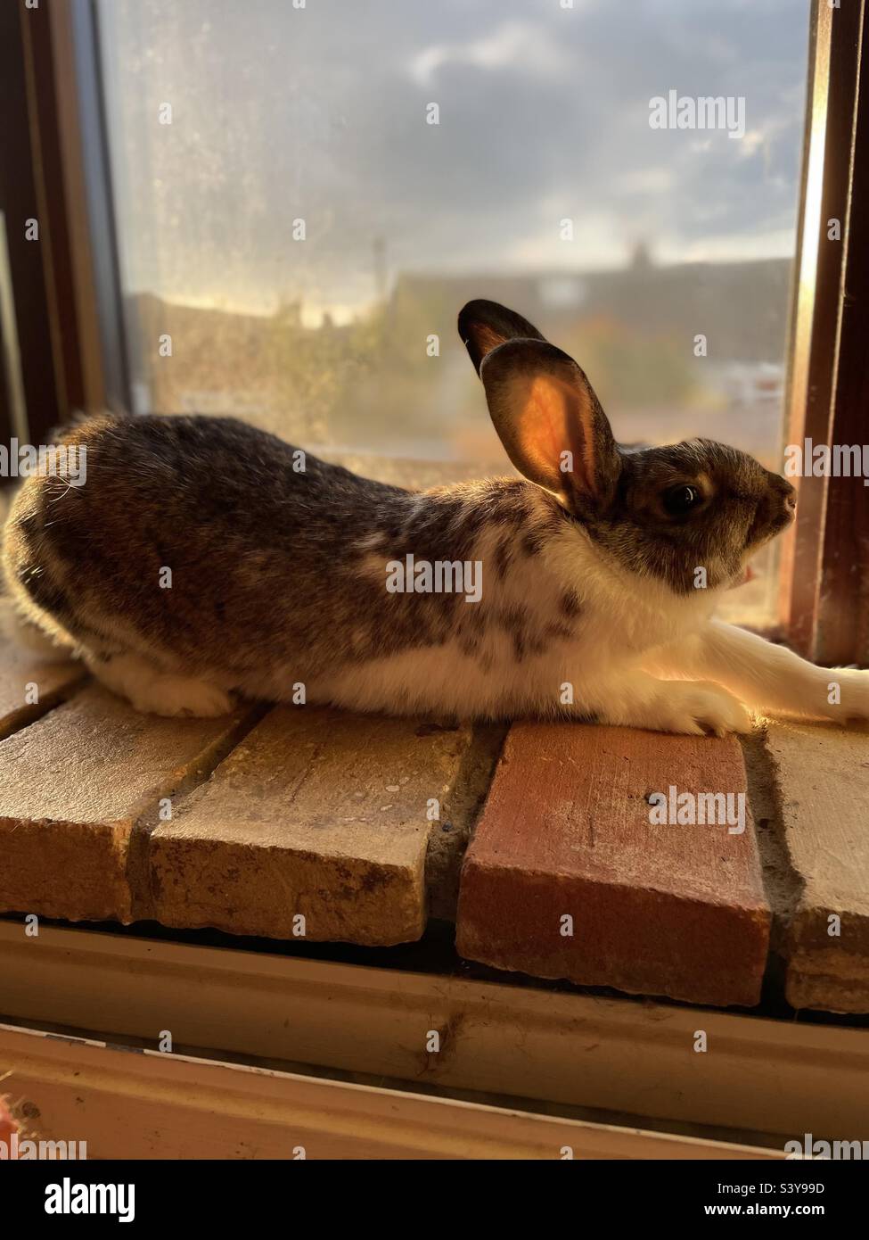 Rabbit yawn hi-res stock photography and images - Alamy