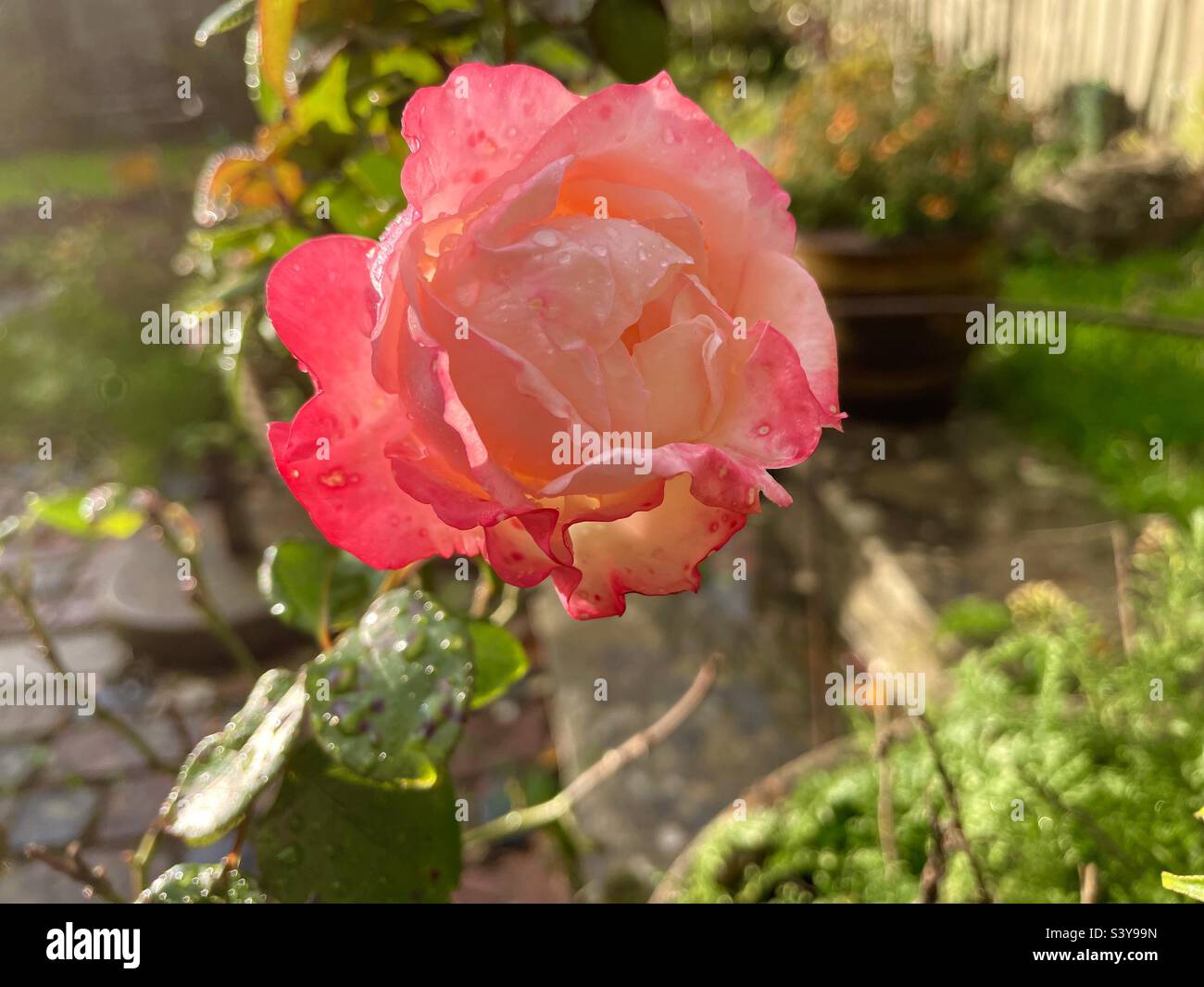 Rose and rain hi-res stock photography and images - Alamy