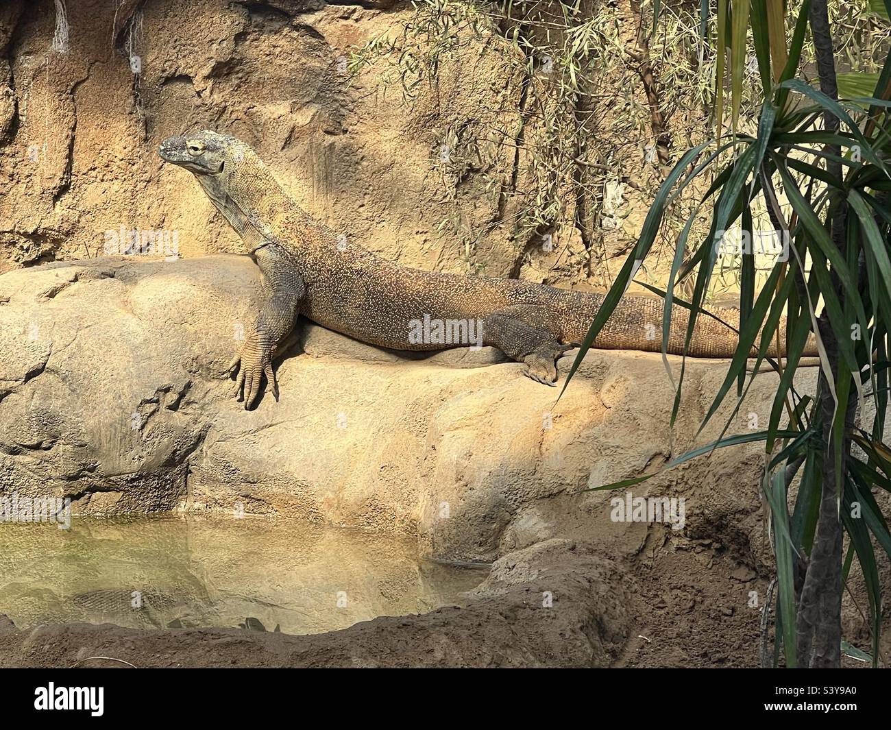 Reptile house zoo hi-res stock photography and images - Alamy