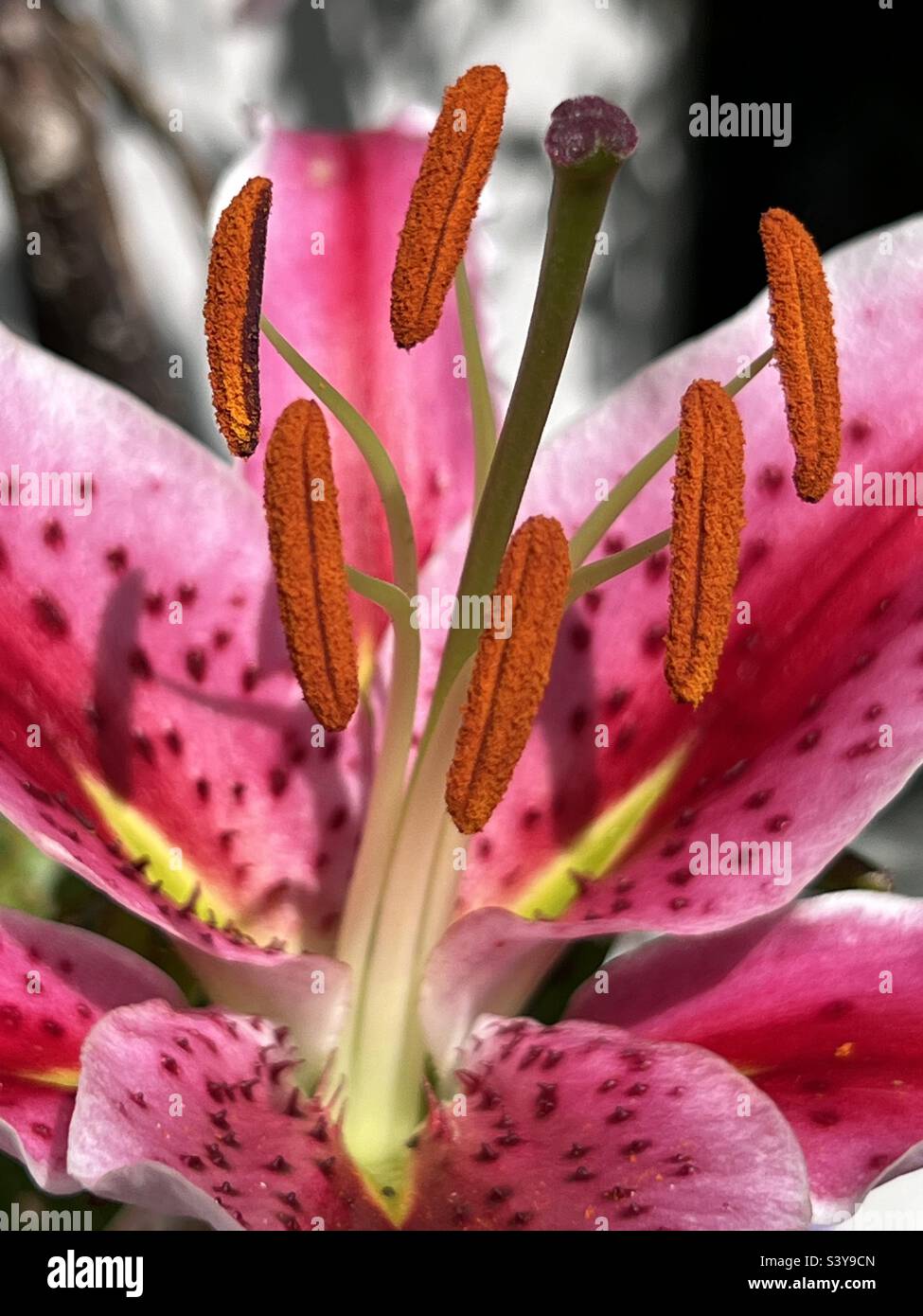 Lilly stigma hi-res stock photography and images - Alamy