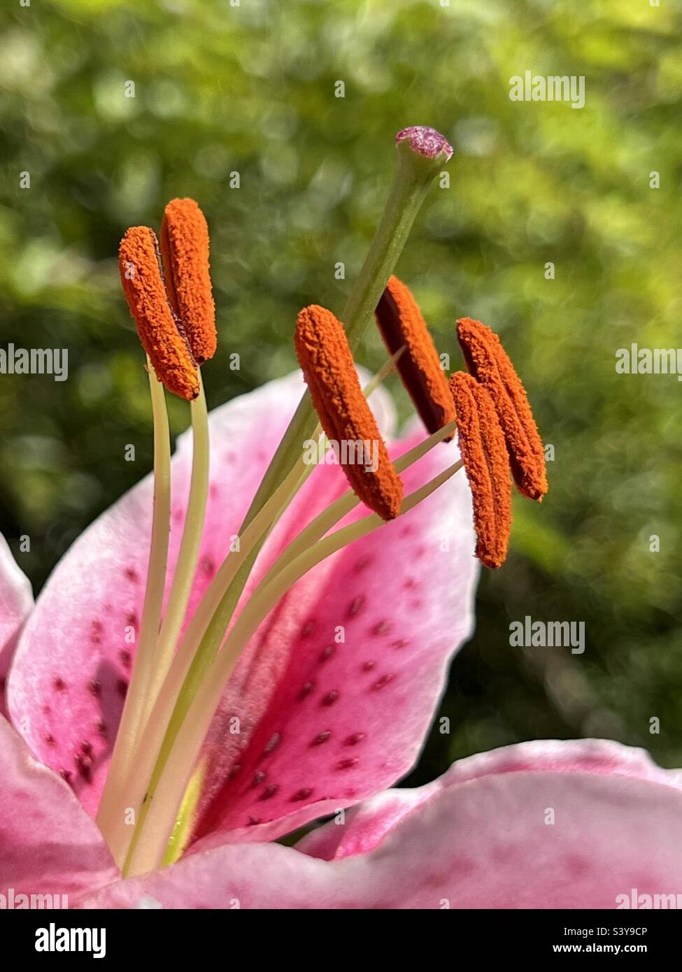 Filament anther hi-res stock photography and images - Alamy