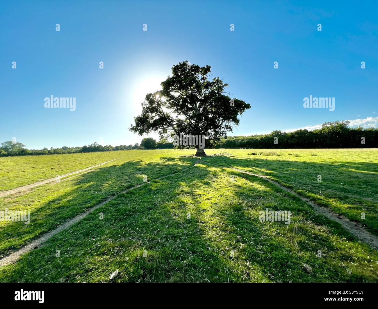Magnificent oak tree casts a long shadows in a bright green field with ...