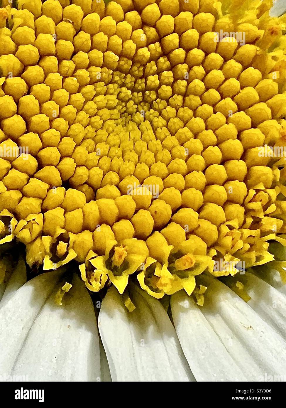 Daisy anatomy hi-res stock photography and images - Alamy