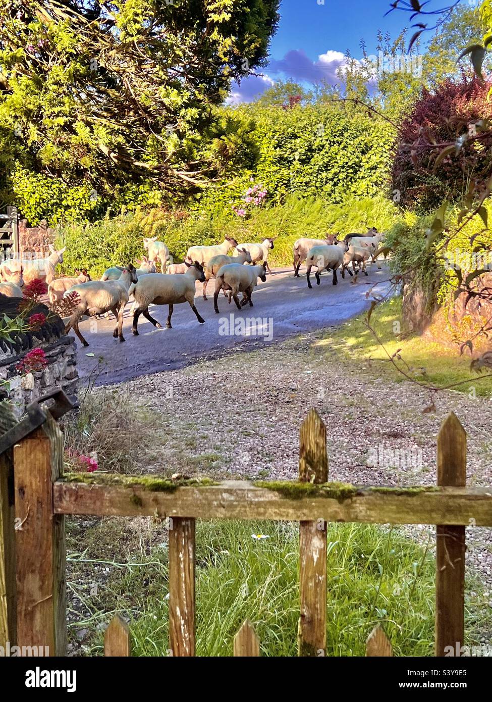 Sheep walking down road hi-res stock photography and images - Alamy