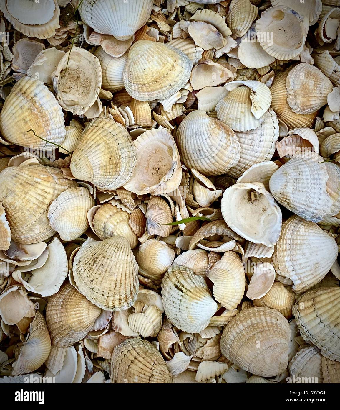 Medieval Cockle Shells