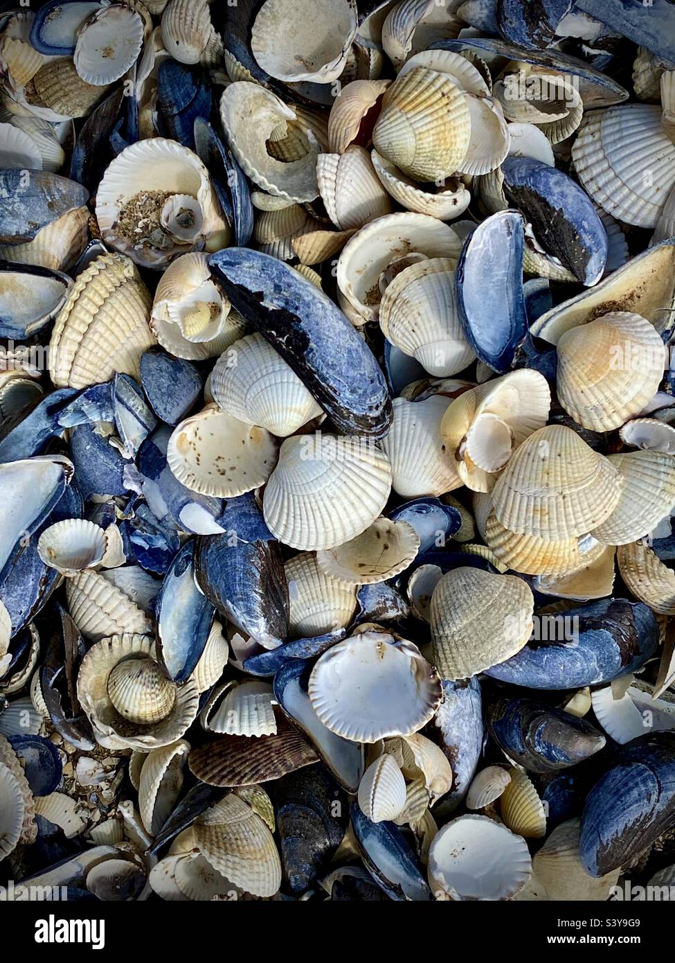 Picture of shells hi-res stock photography and images - Alamy