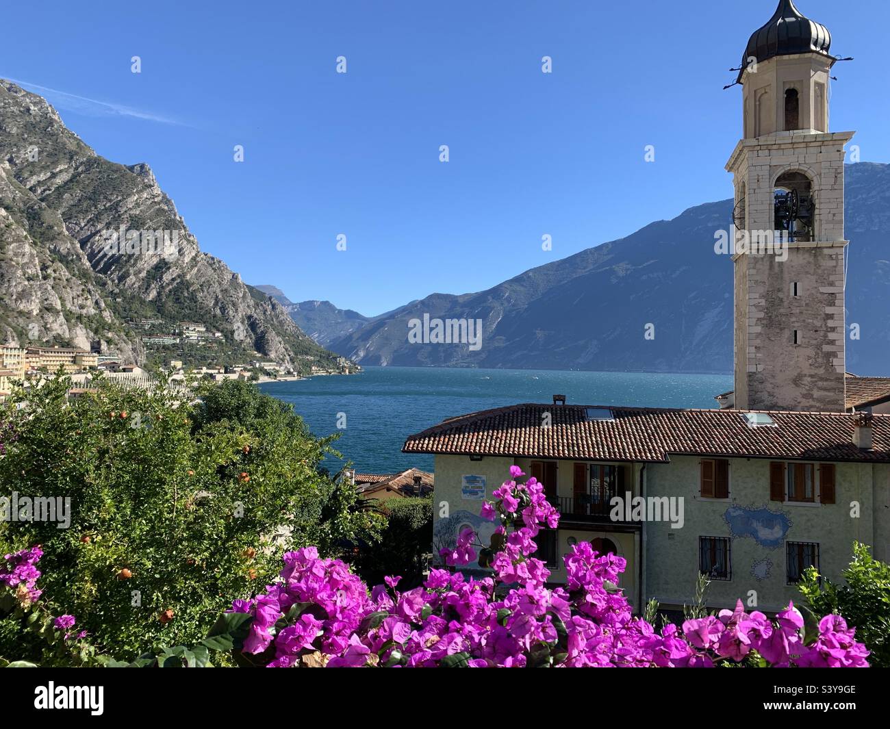 Pink flowers at Limone lake Garda Stock Photo - Alamy