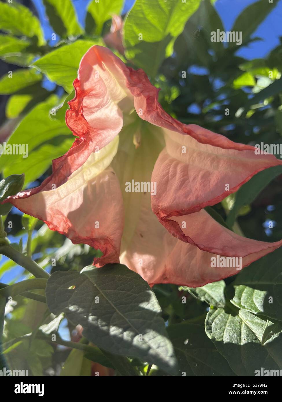 Closeup trumpet hi-res stock photography and images - Alamy
