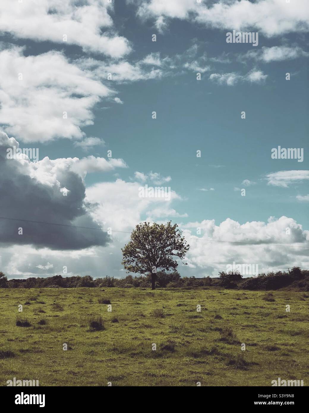 Single tree in an unkept field with a dramatic skyline Stock Photo - Alamy
