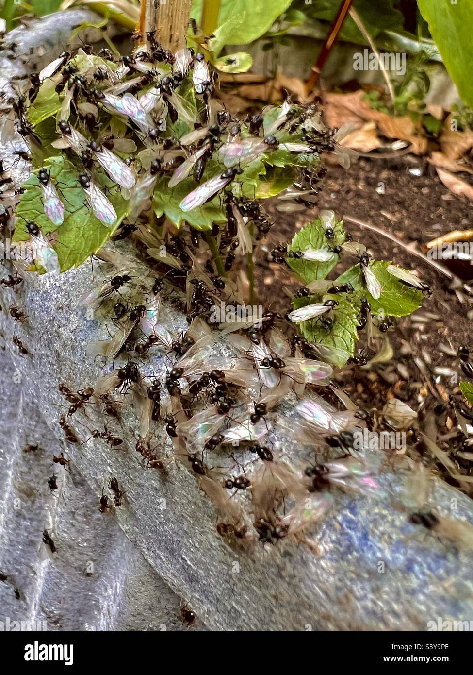 Flying ants hi-res stock photography and images - Alamy