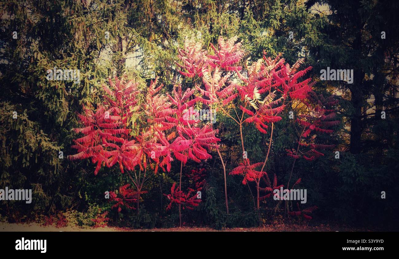 Splendor of color hi-res stock photography and images - Alamy