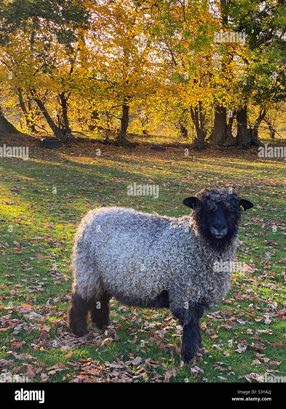 Longwool hi-res stock photography and images - Alamy