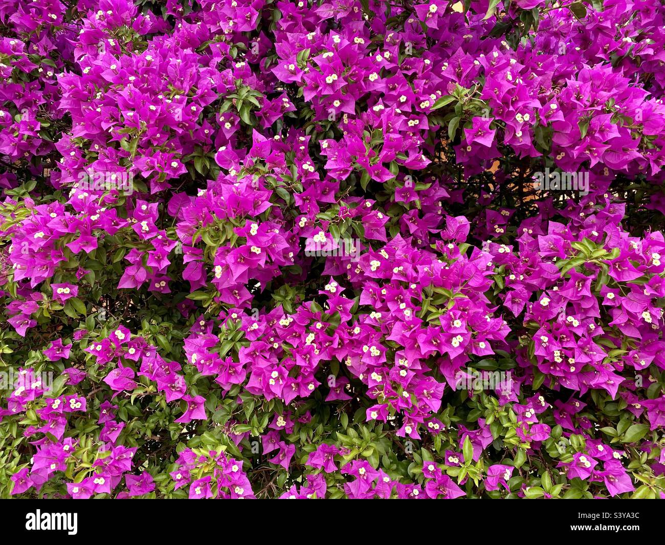 Purple display hi-res stock photography and images - Alamy