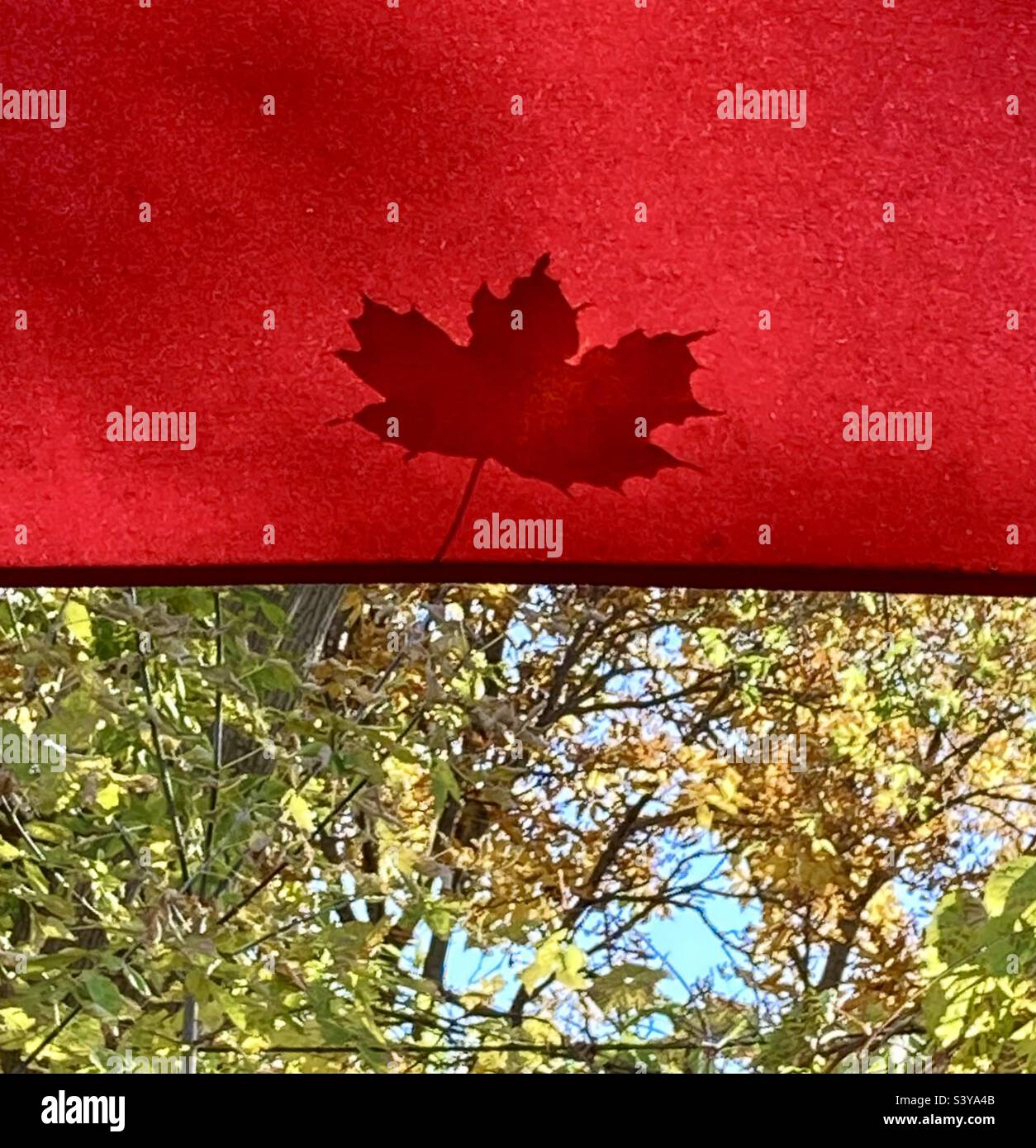 A fallen Maple Leaf cast a shadow through a red umbrella Stock Photo ...