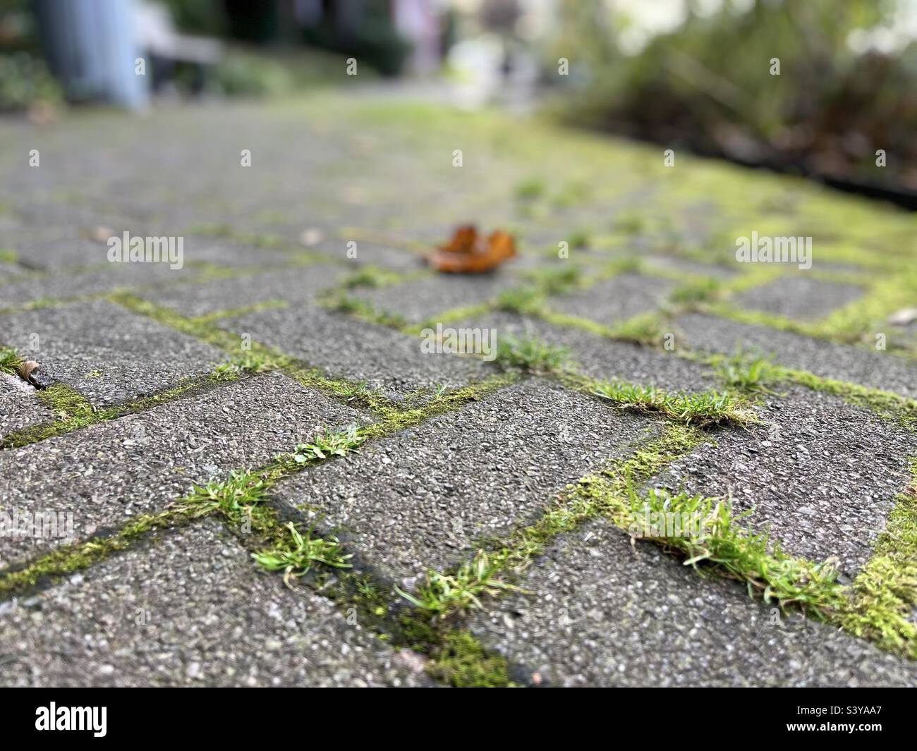 A brown leaf on the concrete brick path Stock Photo - Alamy