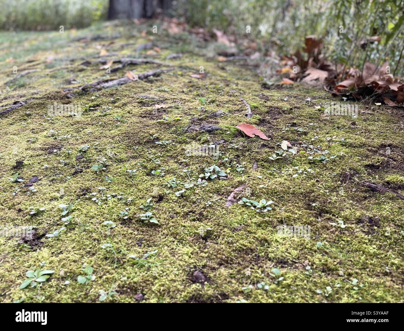 Ground cover by moss and weeds Stock Photo - Alamy