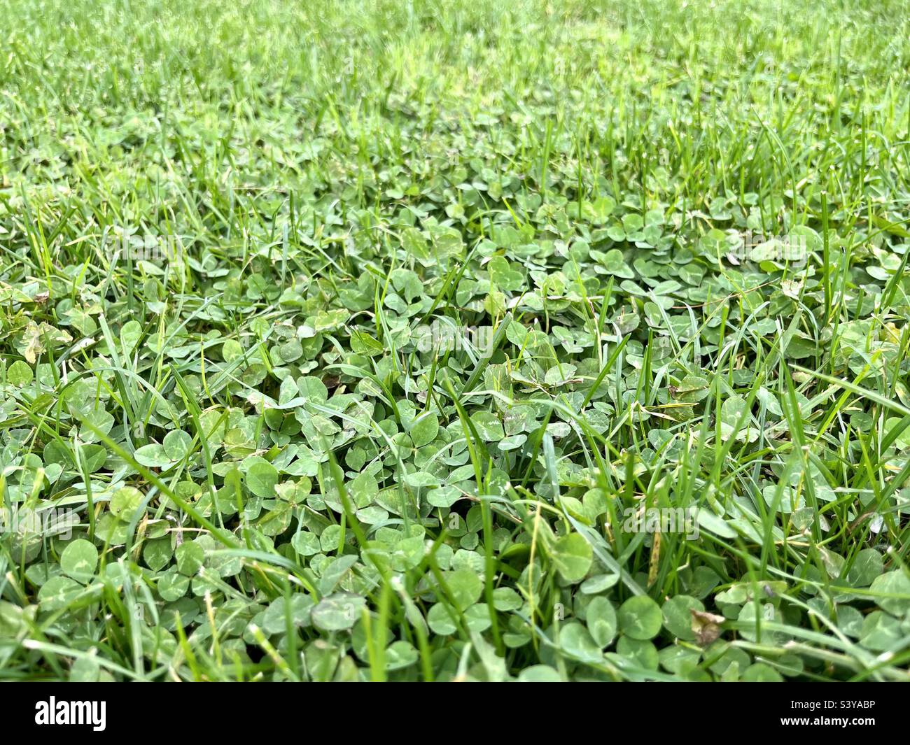 Clovers on the ground Stock Photo - Alamy