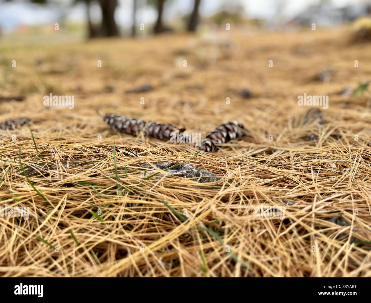 Corn with pine hi-res stock photography and images - Alamy