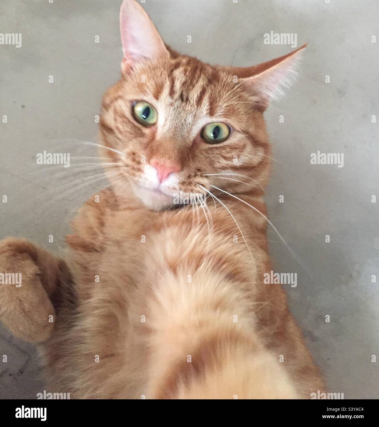 Selfie cat hi-res stock photography and images - Alamy