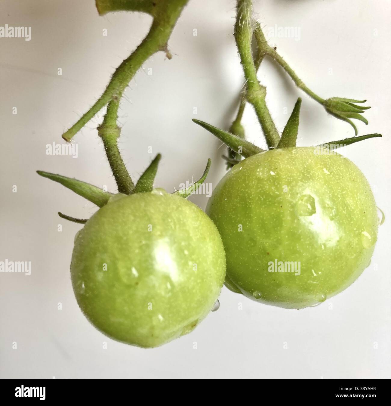 Unripened tomatoes hi-res stock photography and images - Alamy