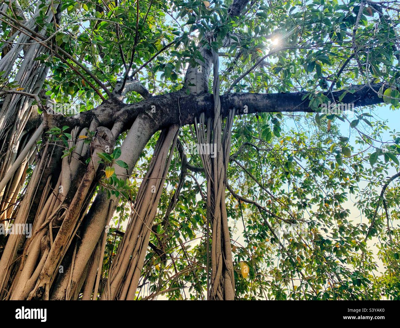 Tree growing sideways hi-res stock photography and images - Alamy