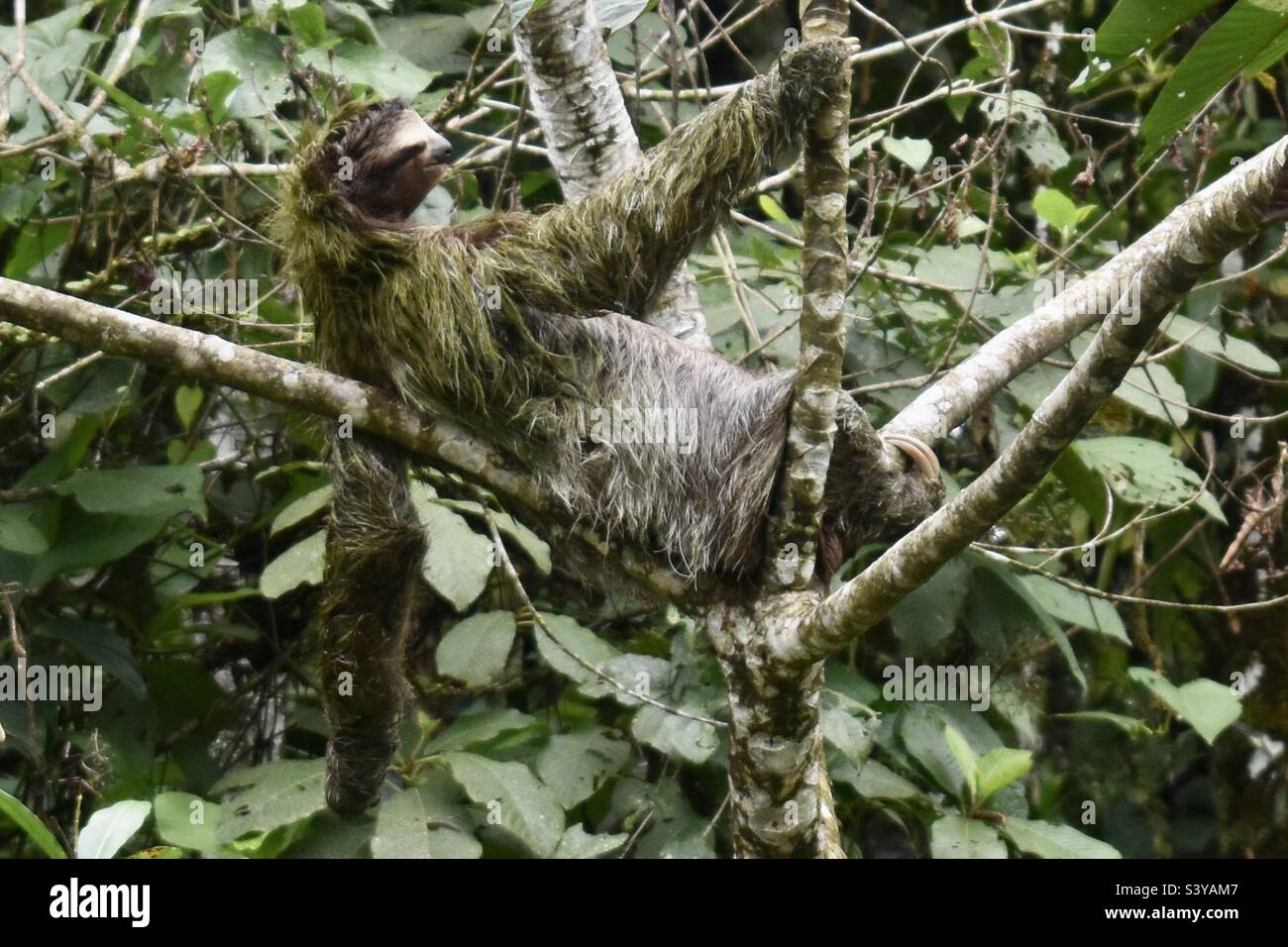 Rainforest animals hi-res stock photography and images - Alamy