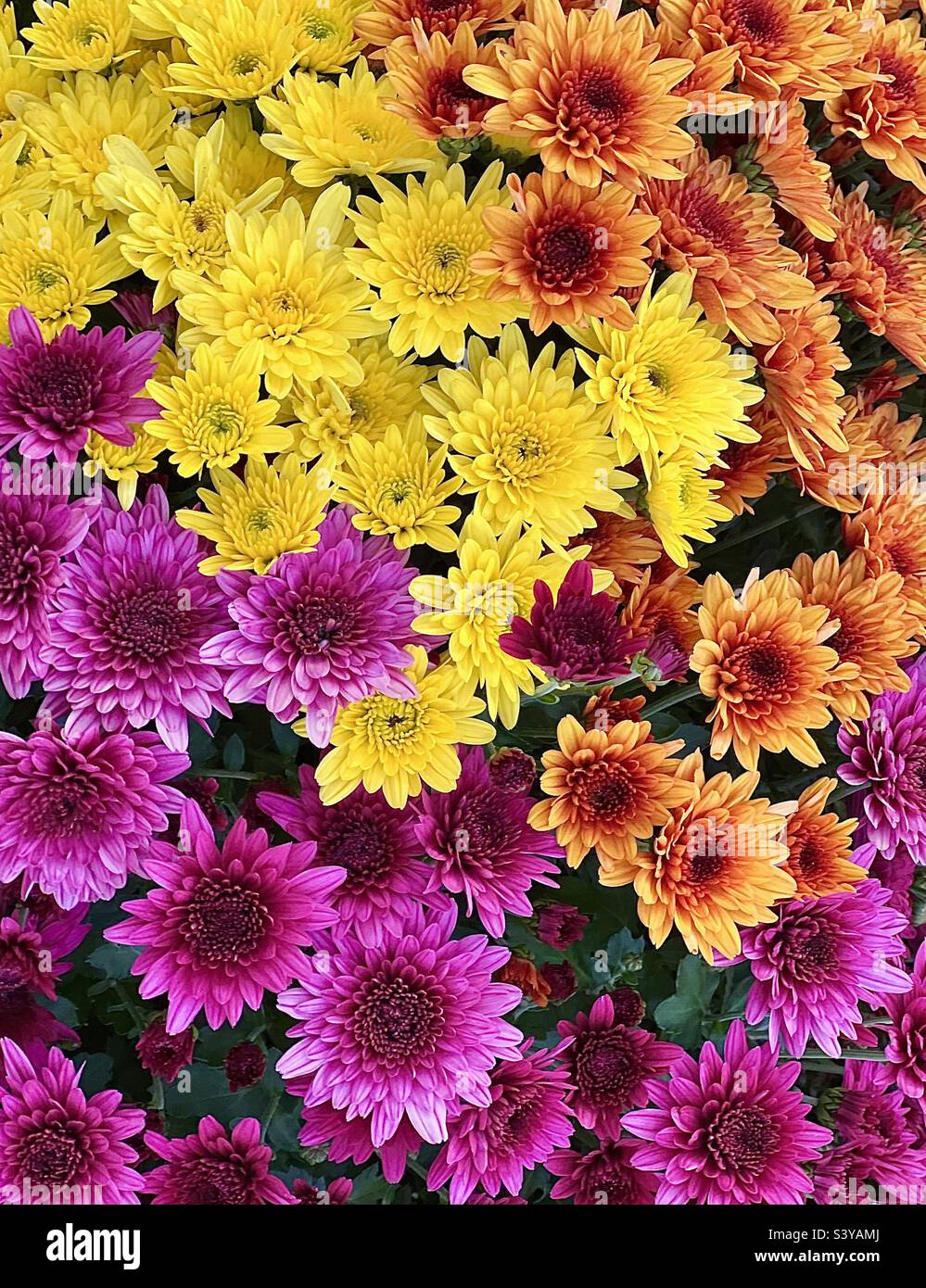 Chrysanthemums autumn hi-res stock photography and images - Alamy