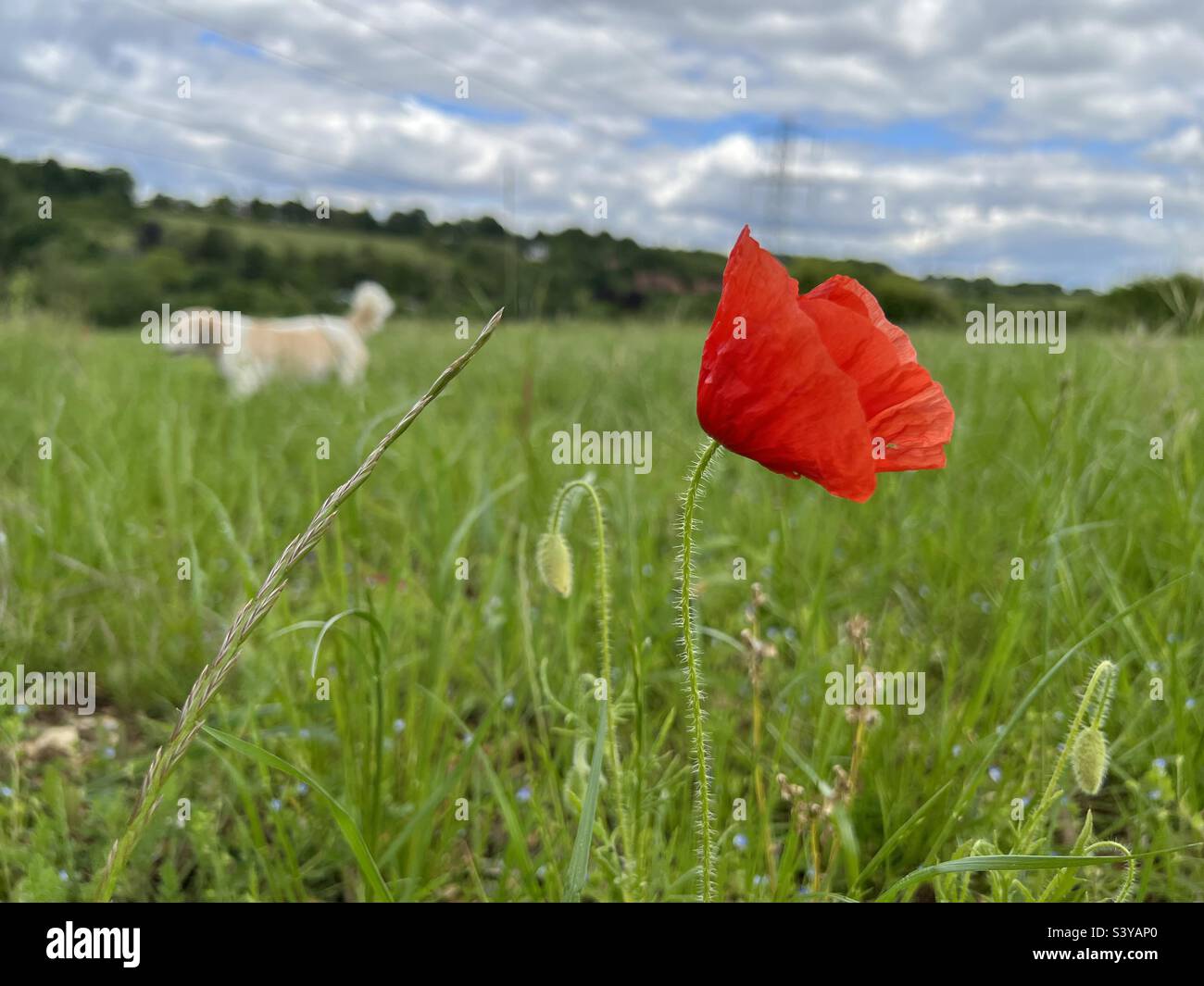 Single red poppy flower in green field with small white and cream dog ...